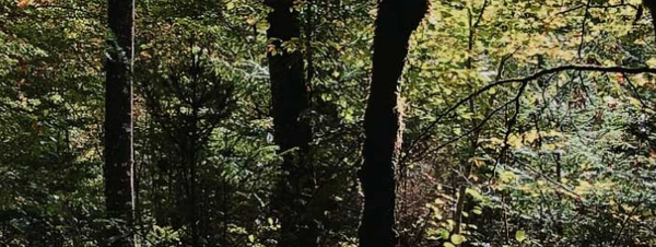 Biochar explained | CDR | Toucan